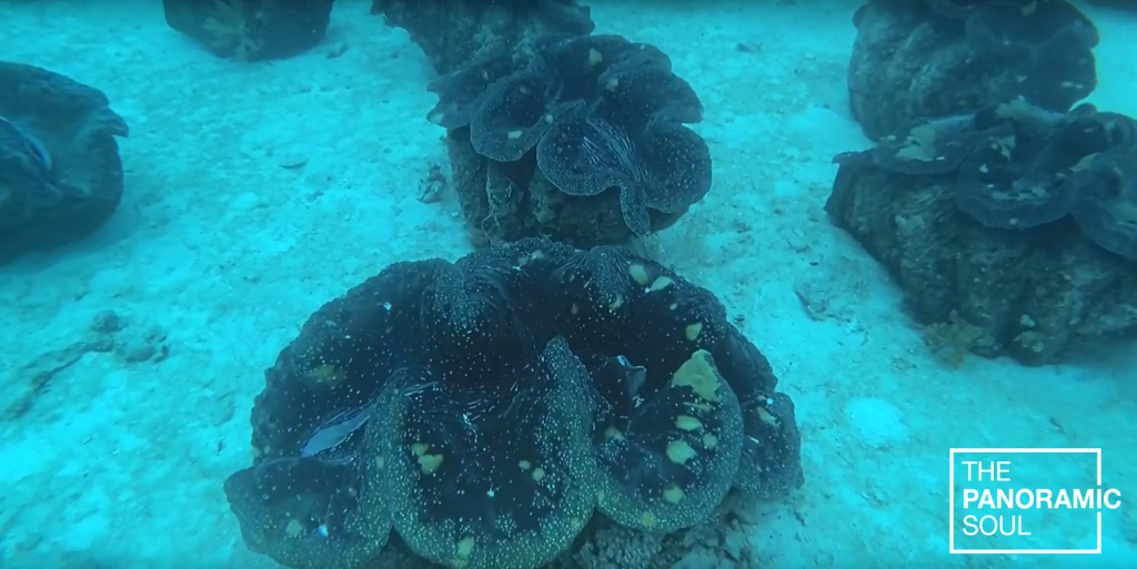 Awareness at the Giant Clam Sanctuary — The Panoramic Soul